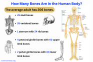 How Many Bones Are In The Human Body Recently Updated TrendRadars