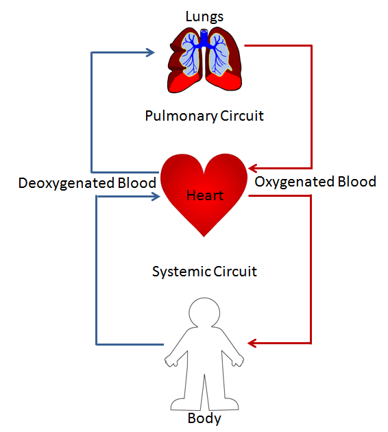 Schematic Flow Chart Representing Double Circulation Of Blood In Human ...