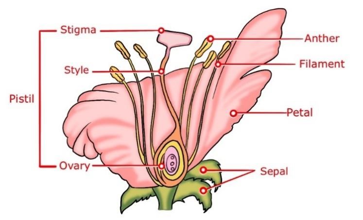 Structure Of Flower Class 10 Notes Pdf Motorlylifestyle structure-of-flower-class-10-notes-pdf-motorlylifestyle
