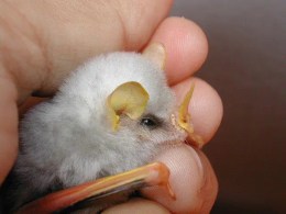 Honduran White Bat Honduran White Bat